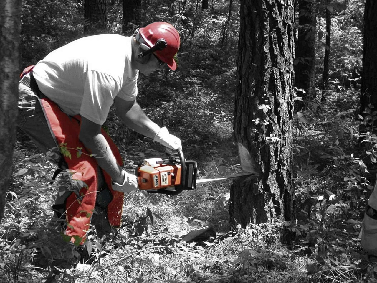 FWPFGM3217 Fall Trees Manually (Advanced) | SDS Training