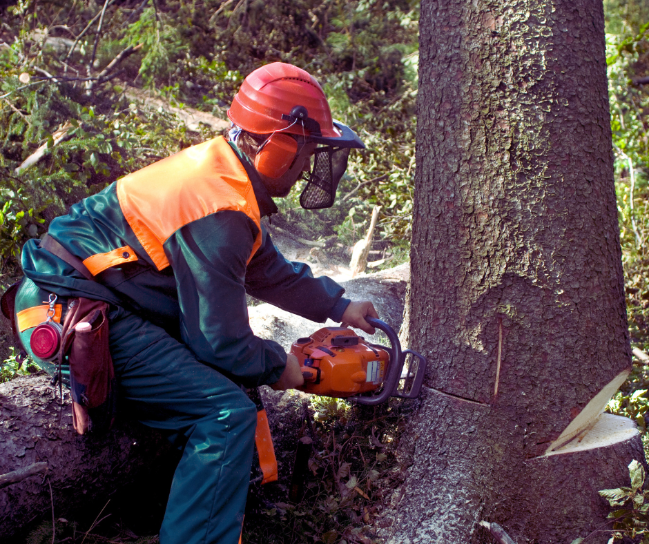 FWPCOT3351 Fell Trees Manually (Advanced) | SDS Training